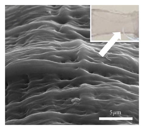 Scanning Electron Micrographs Of Electrospun Collagen Fibers Before And