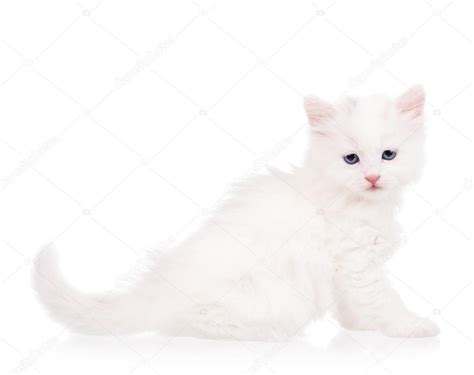 Cute Fluffy White Kitten