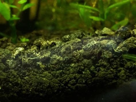 Worms In My Shrimp Tank The Planted Tank Forum