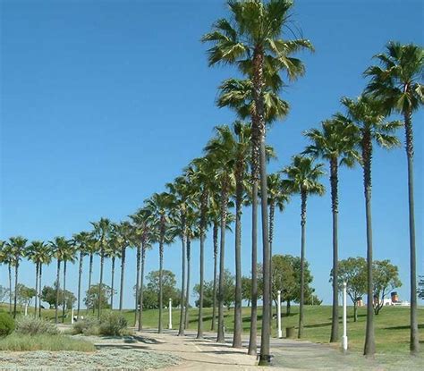 Washingtonia Robusta Mexican Fan Palm A Comprehensive Growing Guide