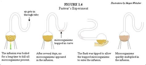 Pasteur Swan Neck Flask Experiment Pasteur Brewing