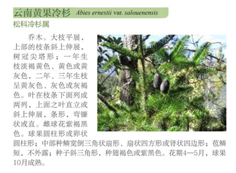 玉龙雪山常见植物云南黄果冷杉