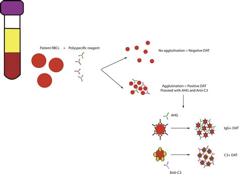 Red Blood Cell Antibodies In Hematologyoncology Patients Hematology