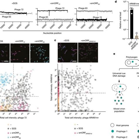 Vibrio 1f 97 Harbours Two Linear Plasmid Like Phages That Control Lysis Download Scientific