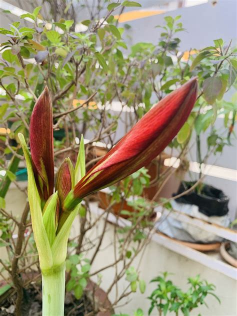 Lily Terrace Garden Indian Free Photo On Pixabay Pixabay