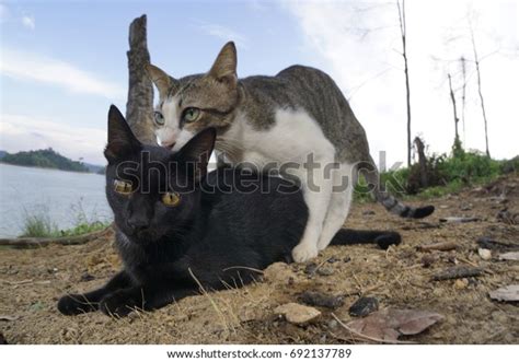 Adult Cats Mate Engaged Sexual Intercourse Stock Photo 692137789 Shutterstock