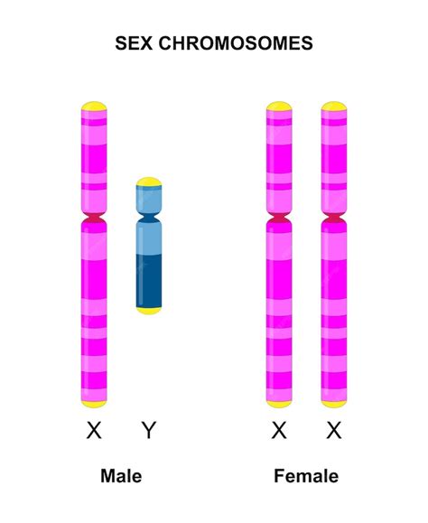 人間の性染色体 X と Y 男性は X 染色体と Y 染色体を 1 つずつ持ち、女性は X 染色体を 2 つ持ちます。 プレミアムベクター