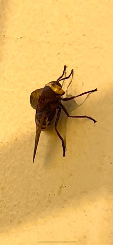 Found In Berlin Germany Rwhatsthisbug