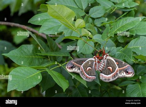 Cecropia Moths Mating On A White Ash Tree Texter Mountain Preserve Lancaster Conservancy
