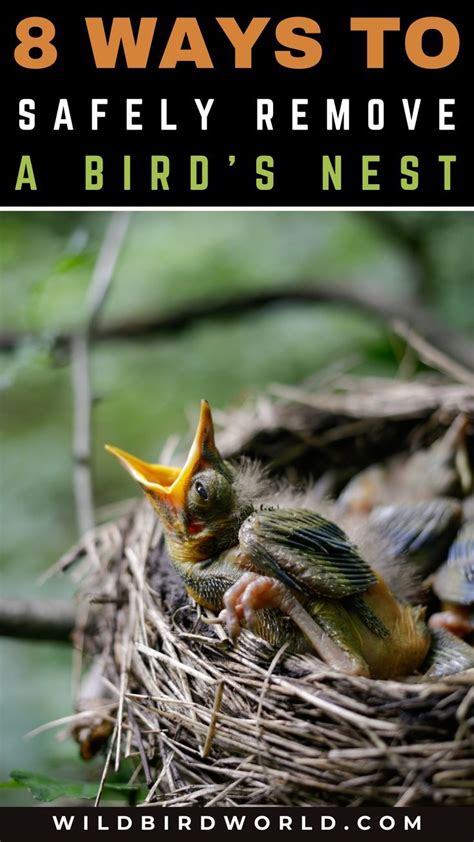 Ways To Safely Remove A Birds Nest Bird Nest Nest Birds
