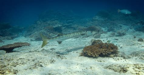 Barracuda Migration Royalty Free Images Stock Photos Pictures Shutterstock