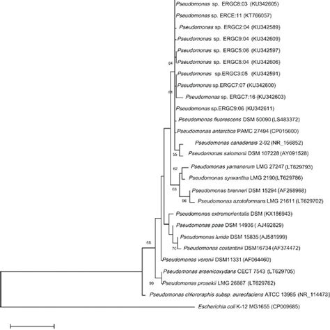 Maximum Likelihood Tree Based On The Partial 16s Rrna Gene Sequences Of