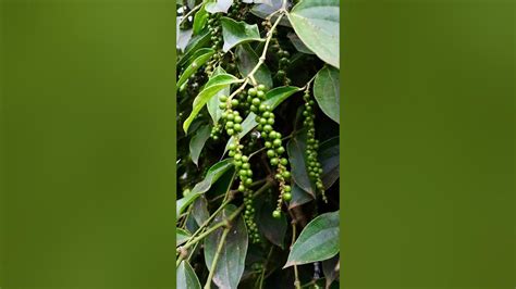 ដំណាំម្រេច មានស្រាប់ក្នុងស្រុកសំឡូត 📍ភូមិកន្ទួត ឃុំសំឡូត ស្រុកសំឡូត ខេត្តបាត់ដំបង Youtube