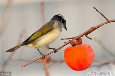 心理測試：3隻喜鵲，哪只將要起飛？測你最近會有什麼好運！ 每日頭條