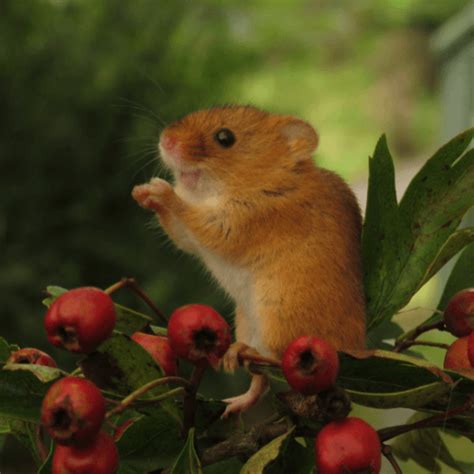 Différence Rat Et Souris Les Différences Entre Un Rat Et Une Souris Guide Depanneo