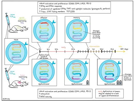 Acir On Linkedin Cd8 T Cell Dysfunction Is Induced Within 6 Hours