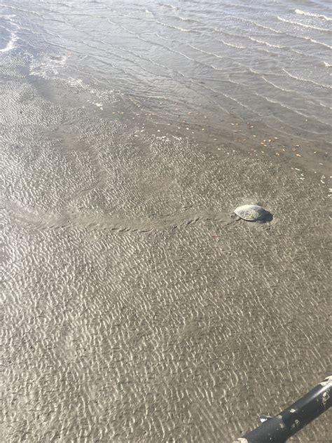 Seagrass Ecology Lab Seagrassecology Twitter