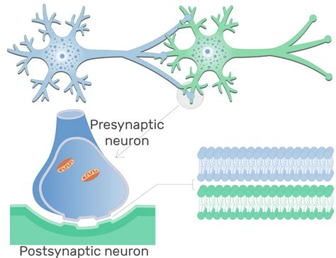 Synapse Neuron Diagram Synapse Definition Function Study Com