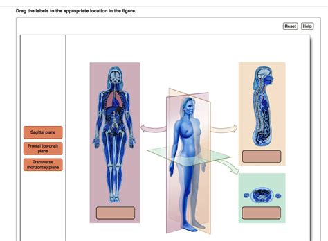 Solved Drag The Labels To The Appropriate Location In The Figure Reset Help Sagittal Plane