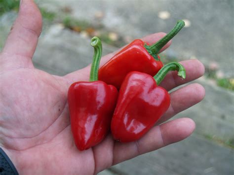 Острый перец Kardoula