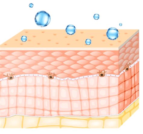 P2507013 생명과학2신경계화학1 통합과학의치한약수생화학 수송 단백질 구조와 감각 민감도 조절의 분자 생리학적 상관성 분석논문자료포함