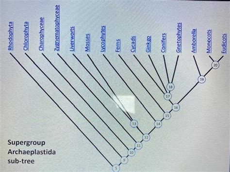 Solved Alveolates Supergroup Archaeplastida See Separate