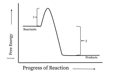 Exergonic Reaction Bartleby