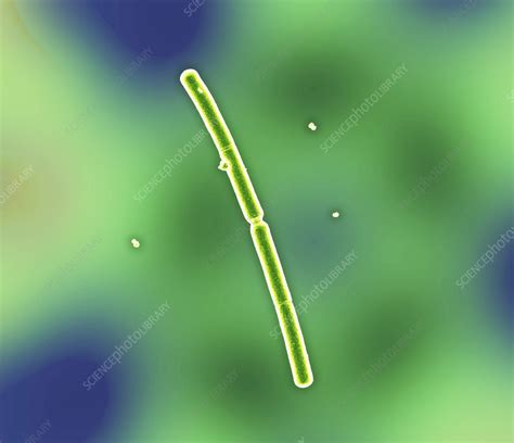 Bacillus Subtilis Sem Stock Image C058 4746 Science Photo Library
