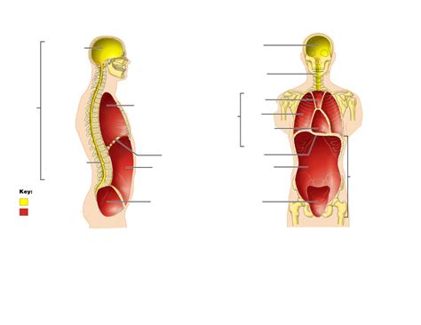 Body Cavities Diagram Quizlet