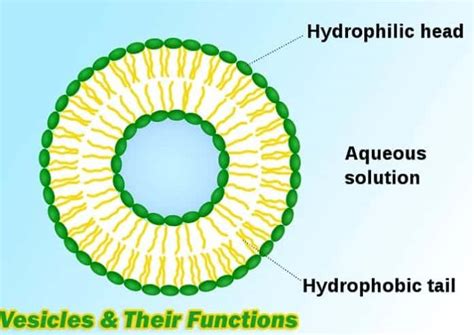 Vesicles In An Animal Cell