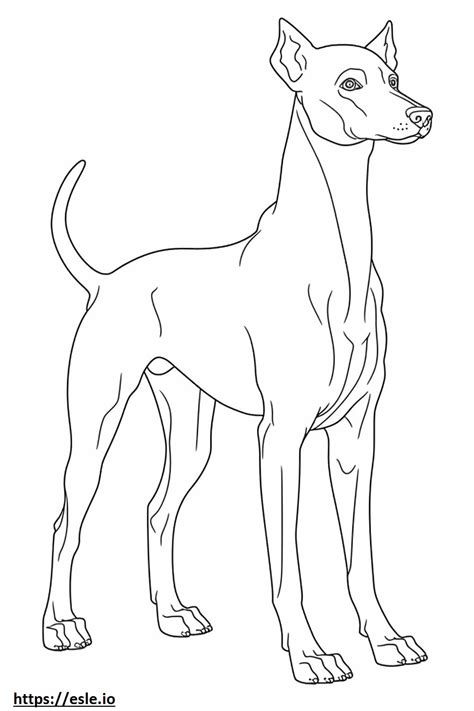 Italian Greyhound Full Body Coloring Page