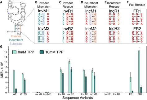 A Transient Intermediate Rna Structure Underlies The Regulatory