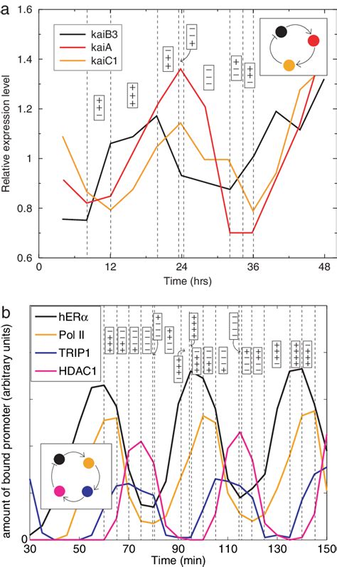 Examples Of The Algorithm In Action A Circadian Rhythms Of Three Kai