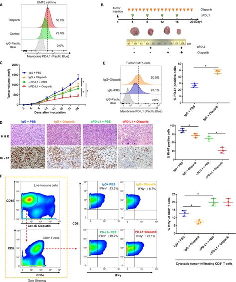 Parp Inhibitor Upregulates Pd L1 Expression And Enhances Cancer