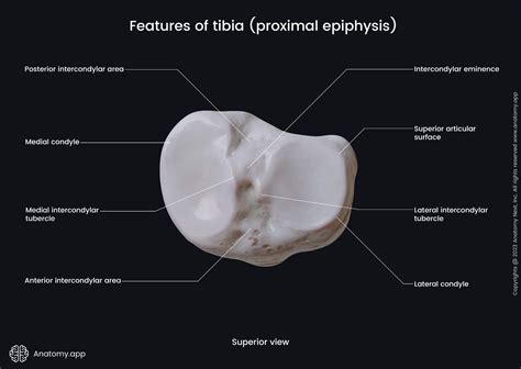 Tibia Encyclopedia Anatomy App Learn Anatomy 3d Models Articles And Quizzes