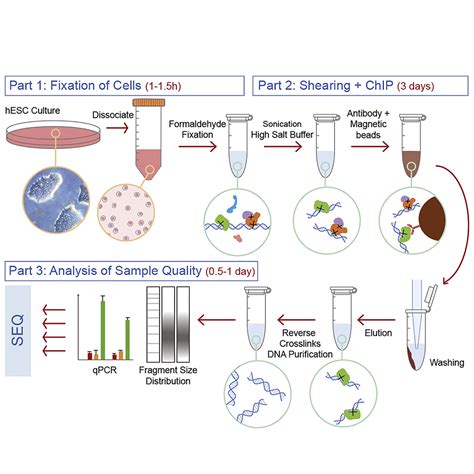 Cell Press Star Protocols