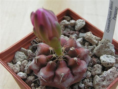 Best Images About My Cactus Identification On Pinterest The O Jays Tags And Most Popular