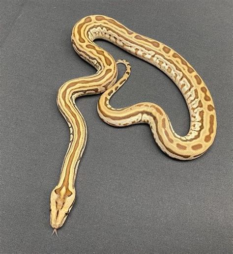 Hypo Labyrinth 100 Het Albino Burmese Python By Cv Exotics Inc Burmese Python Albino Burmese