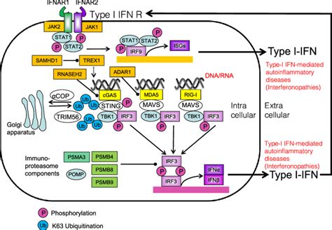 Type I Interferon Signaling In Interferonopathies Type I Interferon Download Scientific