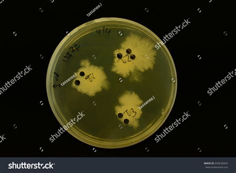 Pythium Insidiosum Royalty Free Images Stock Photos Pictures Shutterstock
