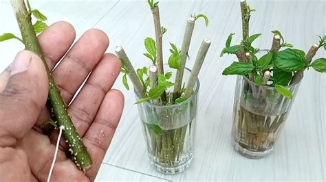 How To Grow Hibiscus Cuttings Faster At Home Grow Hibiscus In Water