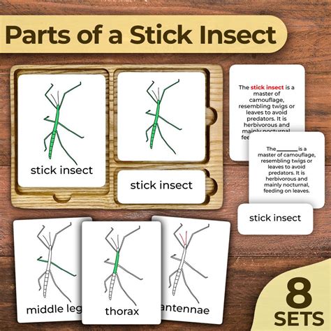 Parts Of A Stick Insect Body Parts Anatomy Of A Walking Stick Anatomy