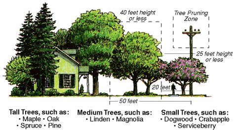 25 Best Wind Blocking Trees Images Wind Blocking Wind Break Windbreaks