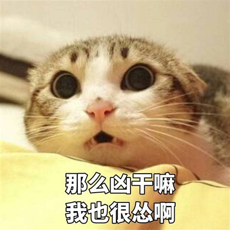 猫，表情包，那么凶干嘛我也很怂啊 高清图片，堆糖，美图壁纸兴趣社区