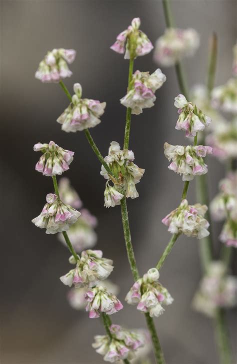 Sorrel Wild Buckwheat Eriogonum Polycladon Botanical Realm