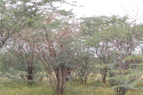 Mapme Initiative In Ethiopia Woody Vegetation Mapping
