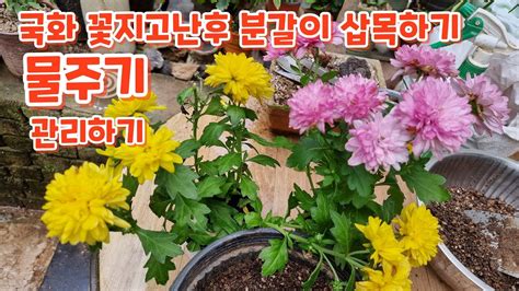 국화 꽃지고난후 분갈이 삽목하기 물주기 관리하기 Youtube