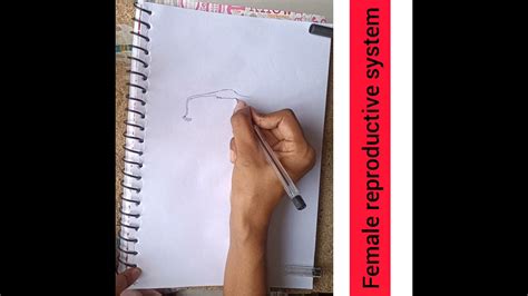 Female Reproductive System Reproductive System Female Reproduction