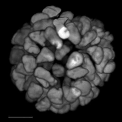 A Guide To Fluorescence Lifetime Imaging Microscopy Flim Learn And Share Leica Microsystems