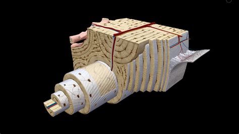 Osteon Powers A Dive Into Compact Bones Functional And Structural Unit